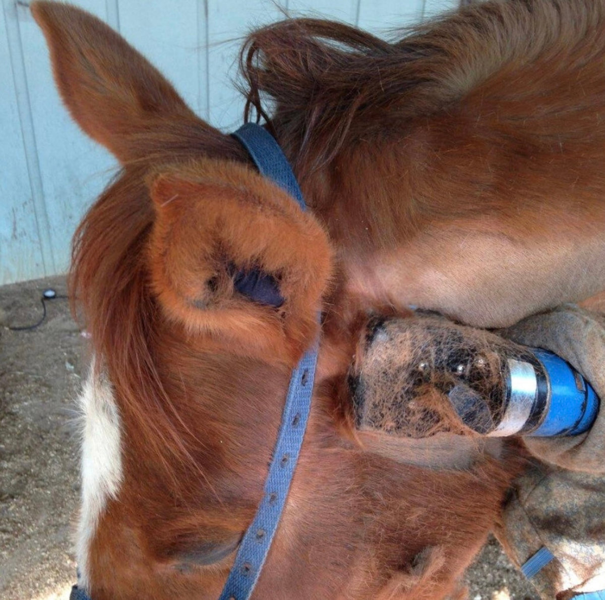 Fenwick Ear Plugs & Titanium Products – CC Equestrian