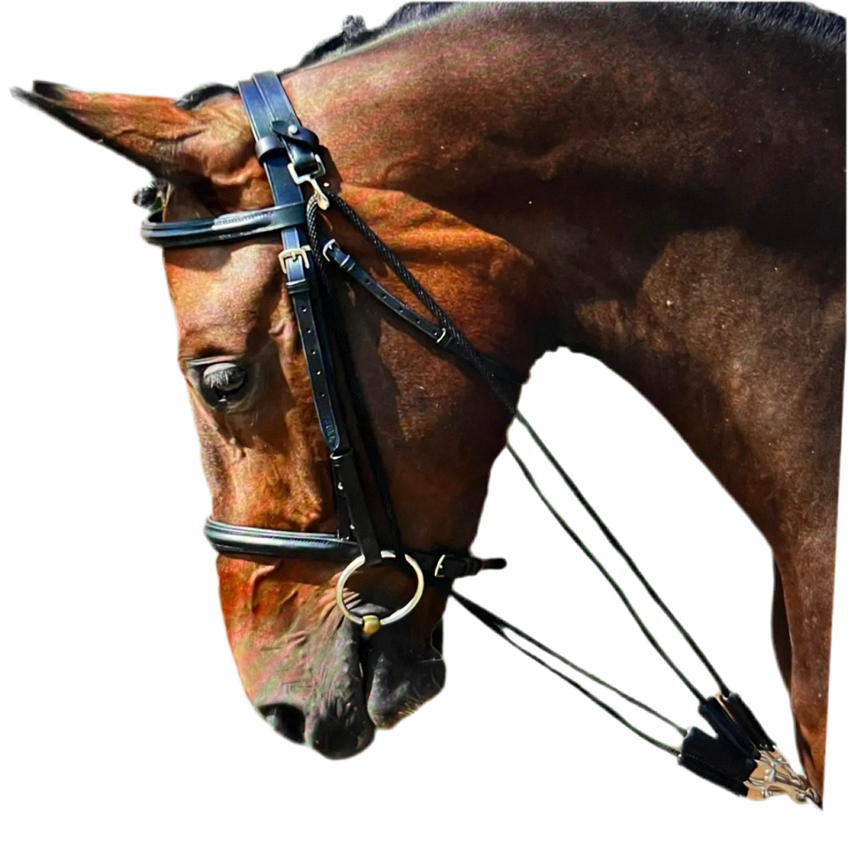 De Gogue – CC Equestrian