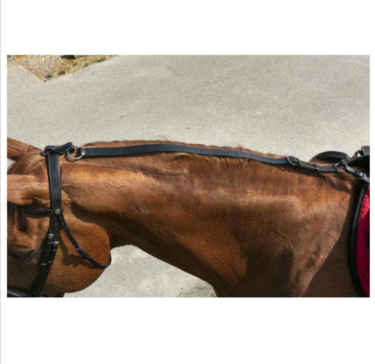 Norton Pro Daisy Rein – CC Equestrian