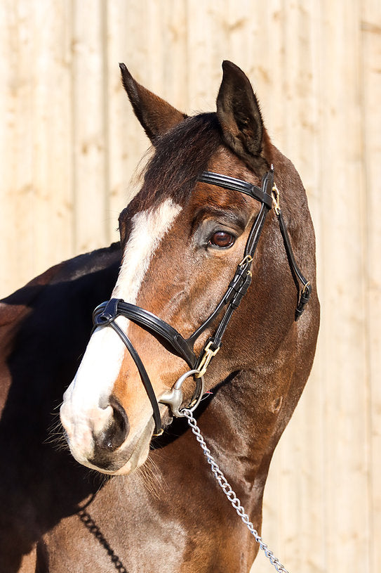 Cavaletti Work Bridle / Easy Bridle/ Clip Bridle – CC Equestrian